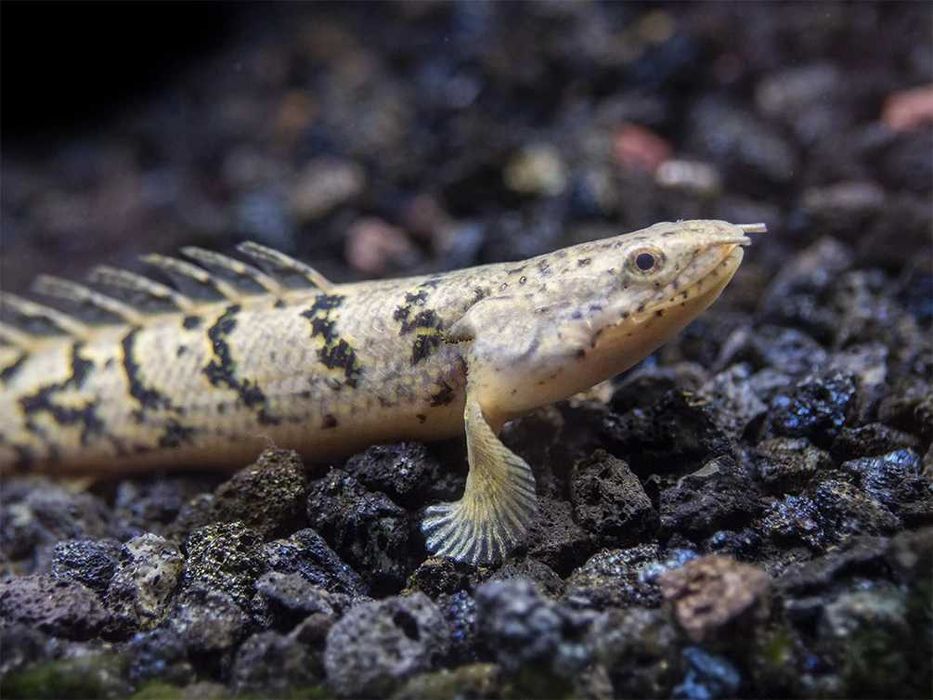 Wielopłetwiec pancerny - Polypterus delhezi Gdynia Dąbrowa • OLX.pl