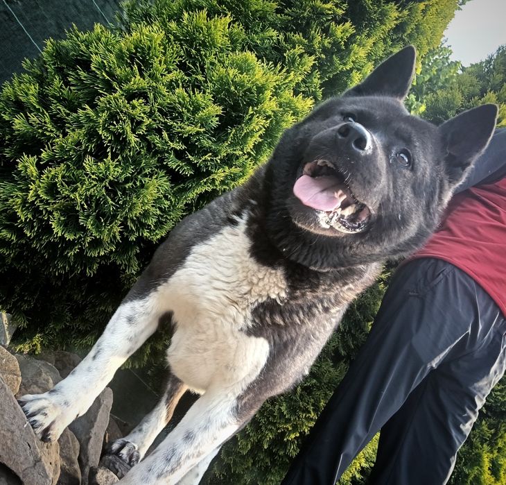 Akita Amerykańska FCI Krosno • OLX.pl