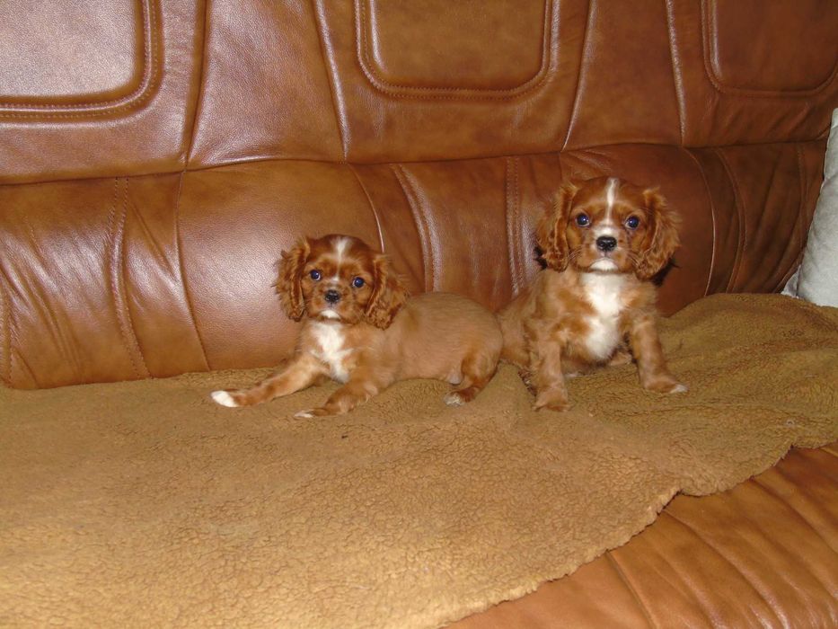 Cavalier King Charles Spaniel chłopiec Żychlin • OLX.pl