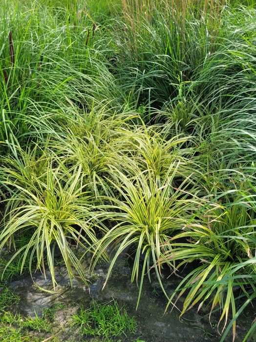 Trawy trawa ozdobna rozplenice miscanty carex Łabiszyn • OLX.pl