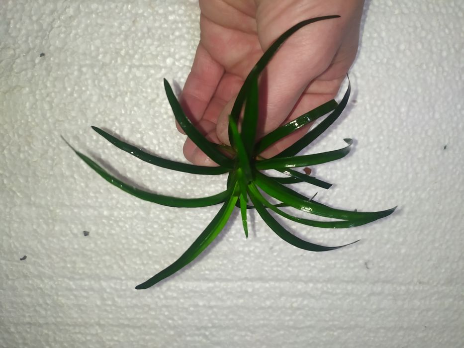 Eriocaulon Taiwan na 2 plan . Hodowla podwodna Gratisy. Szprotawa • OLX.pl