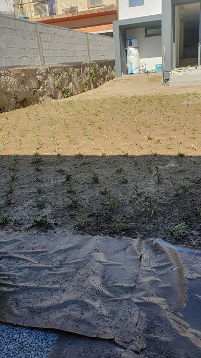 Relva escalracho c/entrega ou envio Lamelas E Guimarei • OLX Portugal