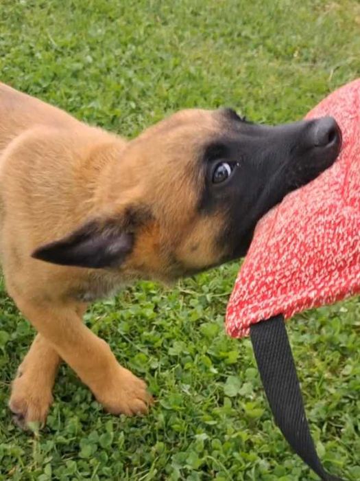 Owczarek Belgijski Malinois FCI Mników • OLX.pl