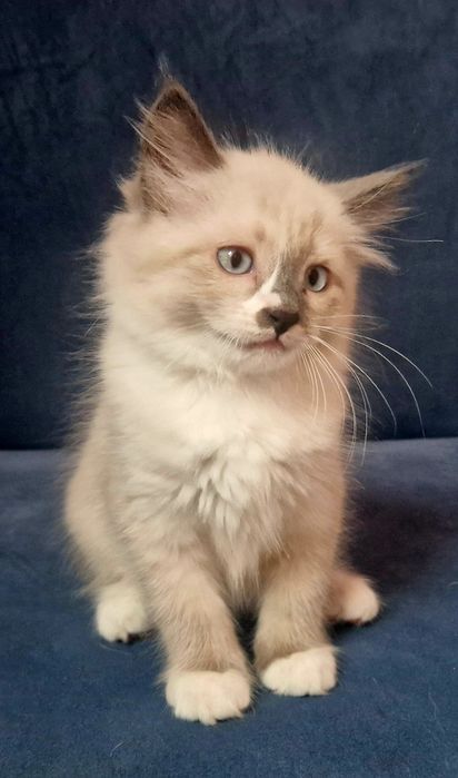 HUGO Kocurek syberyjski Neva Masquerade JUŻ DO ODBIORU! Gdańsk Aniołki ...