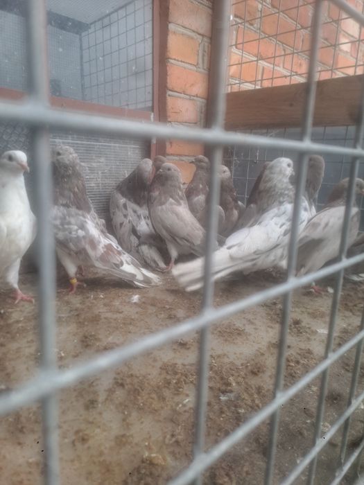 Gołębie orliki kolorowe Zielona • OLX.pl