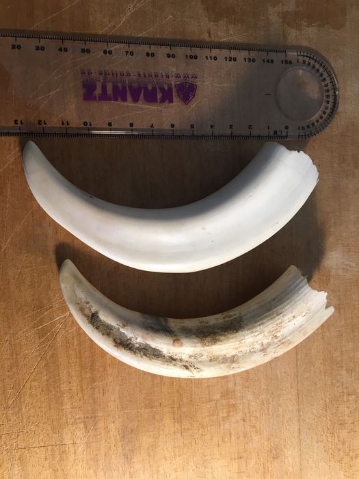 Dentes de Javali São Sebastião • OLX Portugal