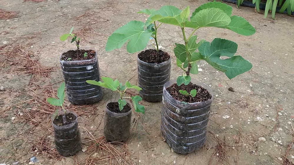 Figueiras Figo Rei enraizadas Azambuja • OLX Portugal