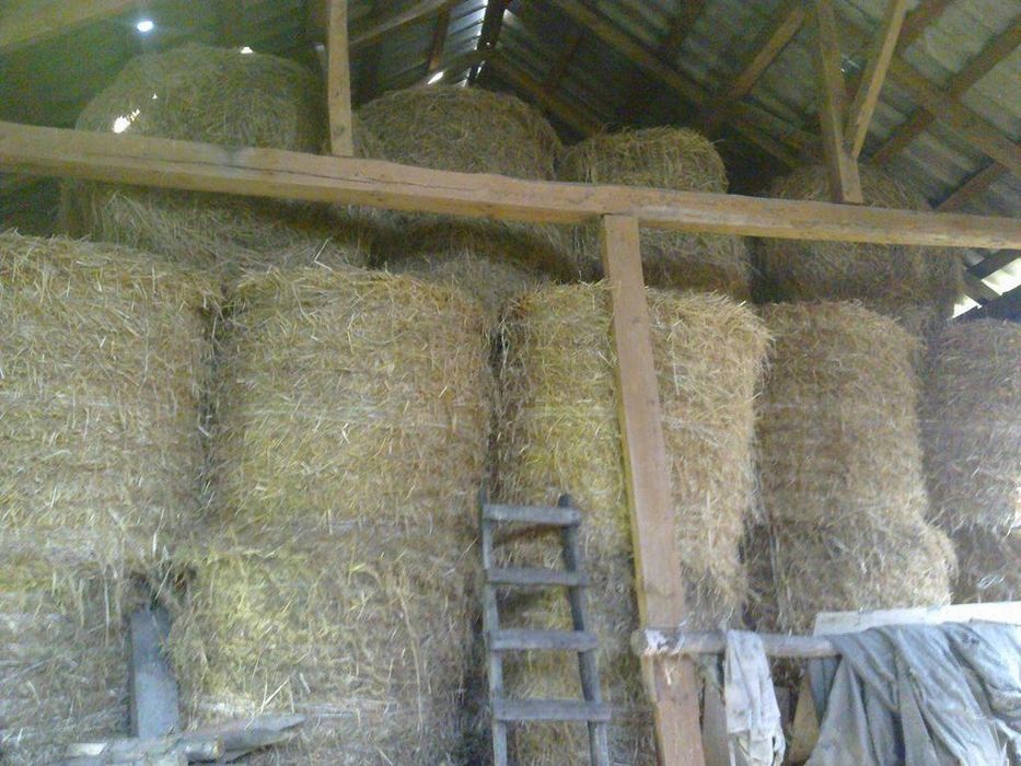 Siano w belach 120 x 120 Brzesko • OLX.pl
