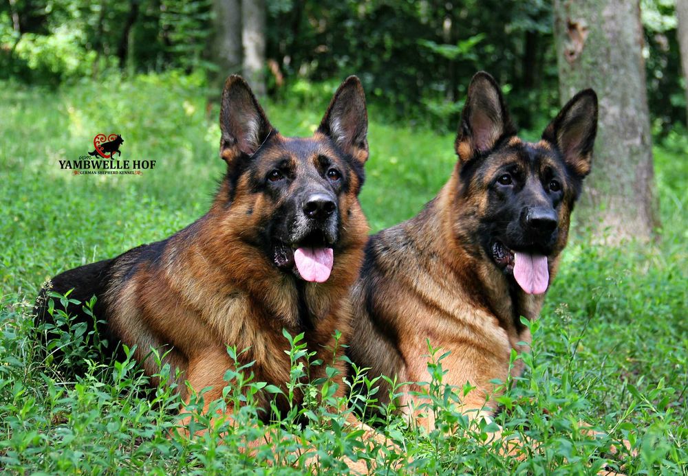 Німецька вівчарка. Розплідник КСУ-FCI: 18 000 грн. - Собаки Київ на Olx