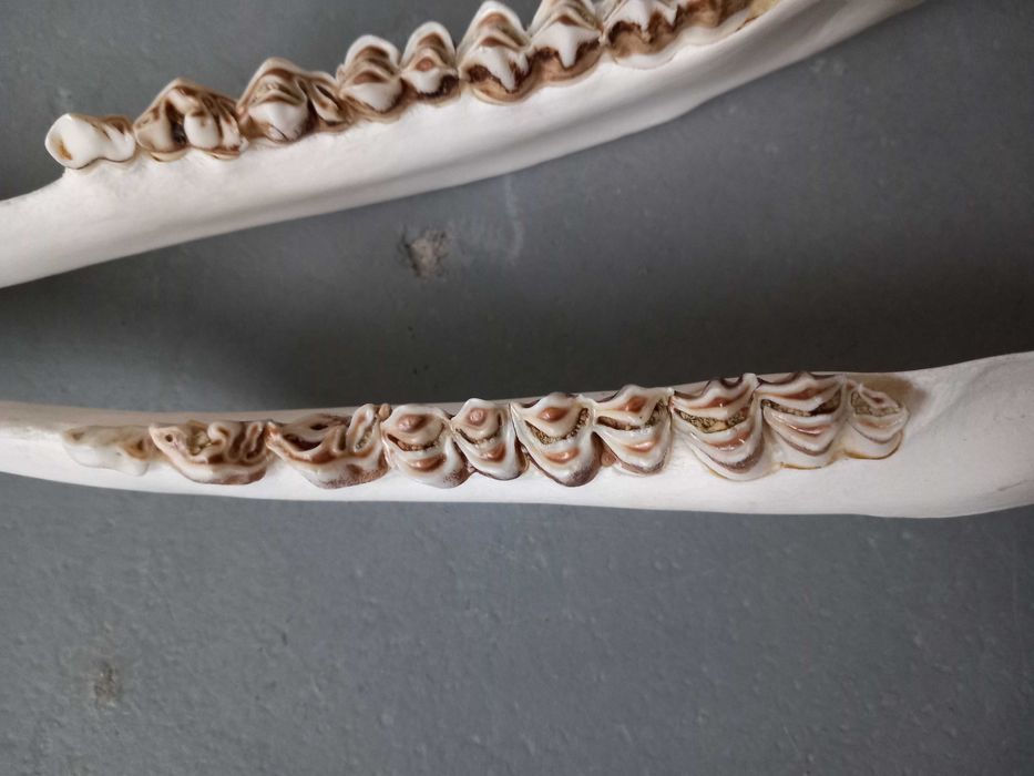 Byk, Jeleń, Poroże, Wieniec, Rogi, Selekt Stargard • OLX.pl