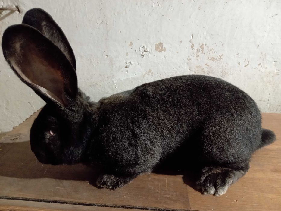 Belgijski olbrzym Żelazisty Krasnystaw • OLX.pl