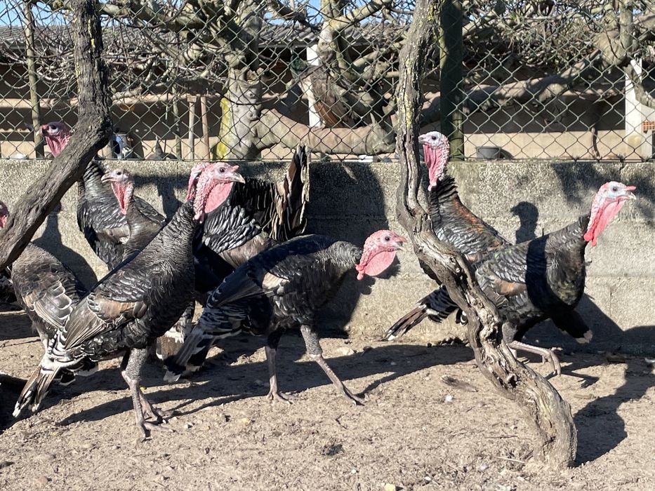 Perus Adultos do Campo Monte Real E Carvide • OLX Portugal