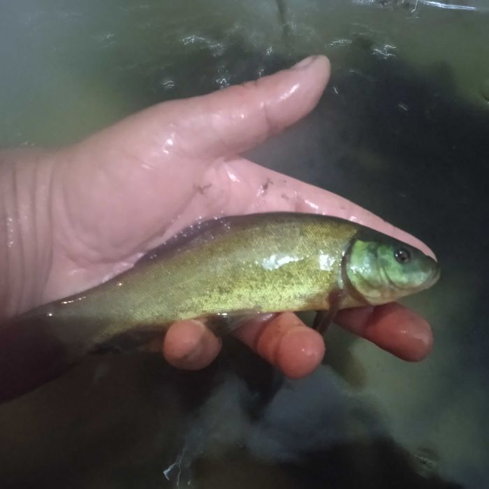 Narybek kroczek karp amur tołpyga karaś lin jesiotr węgorz sandacz ...