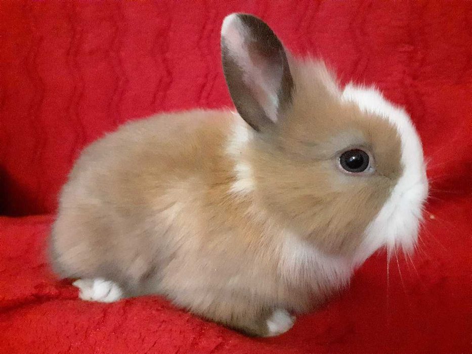 Królik miniaturka baranek mini lop HODOWLA ZAREJESTROWANA Kraków ...