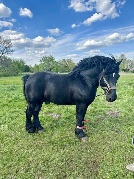 Konie zimnokrwiste- likwidacja stada Ryczyca • OLX.pl