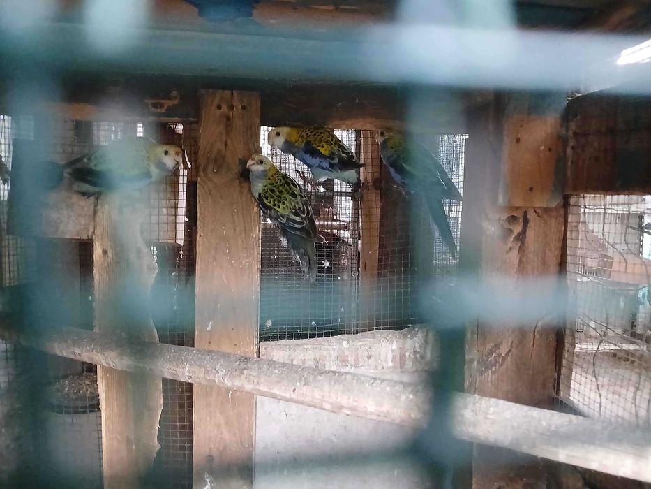 Para cedência Canários, Aratingas Sol e Roselas de Manto Dourado Ponte ...