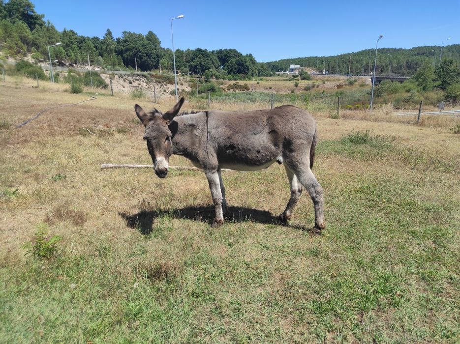 Burro - Macho entre 8 e 9 anos Bragado • OLX Portugal