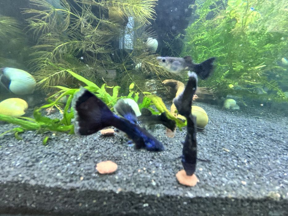 Gupik moskiewski Atramentowy czysta linia Łódź Polesie • OLX.pl