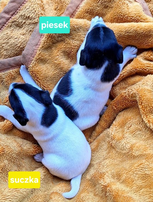 Parson Russell Terrier ZKWP FCI Jamnice • OLX.pl