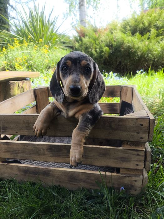 merle jamnik - Twój przyszły pies | OLX Zwierzęta