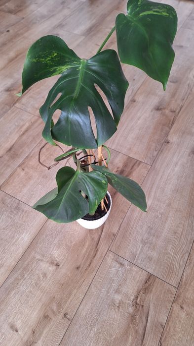 Monstera Green on green GoG Gliwice Kopernika • OLX.pl