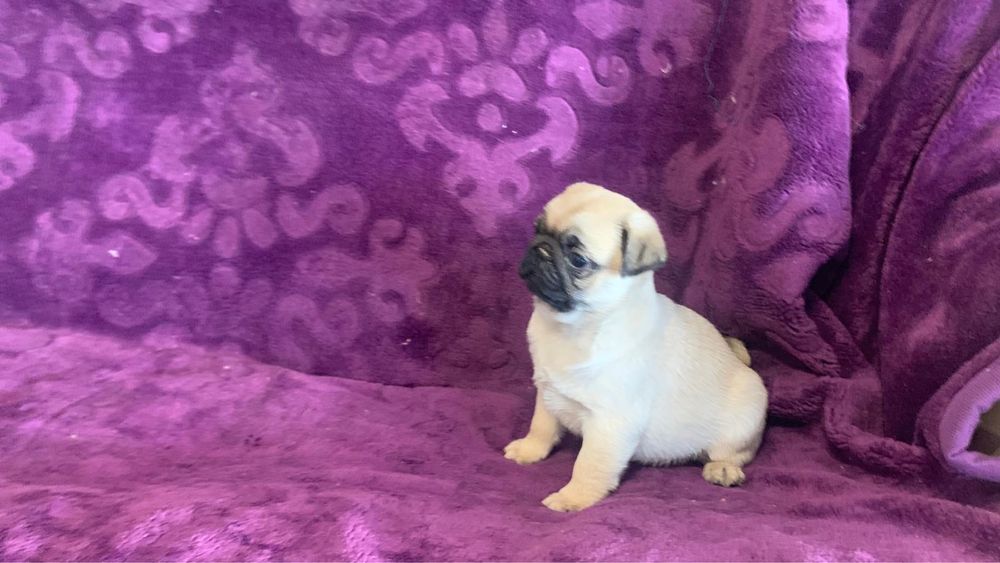 Mops szczeniak piesek pies Jeżewo Stare • OLX.pl