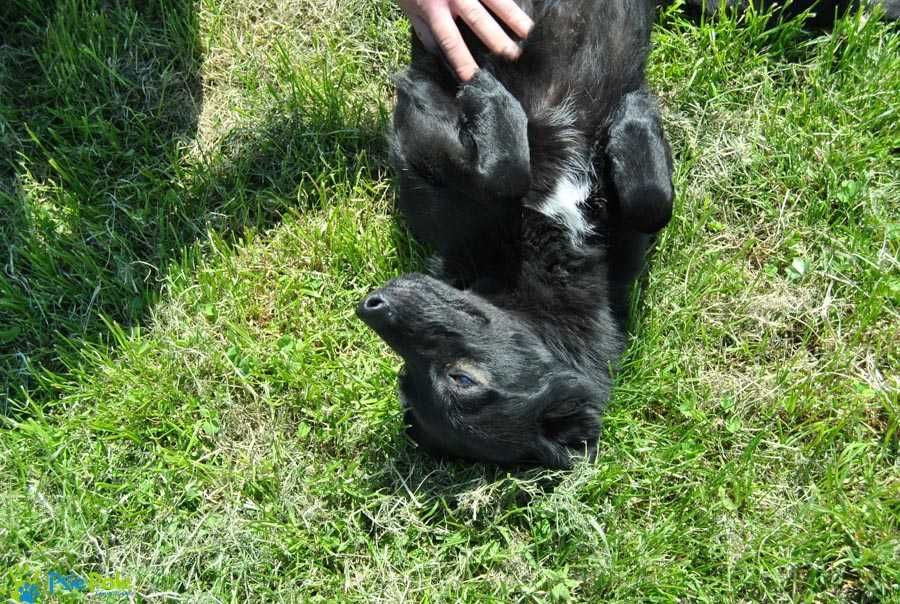 Wesoły 3 Letni WŁoduŚ Uwielbia Się Bawić Prosi O Adopcję Katowice Szopienice Burowiec • Olxpl