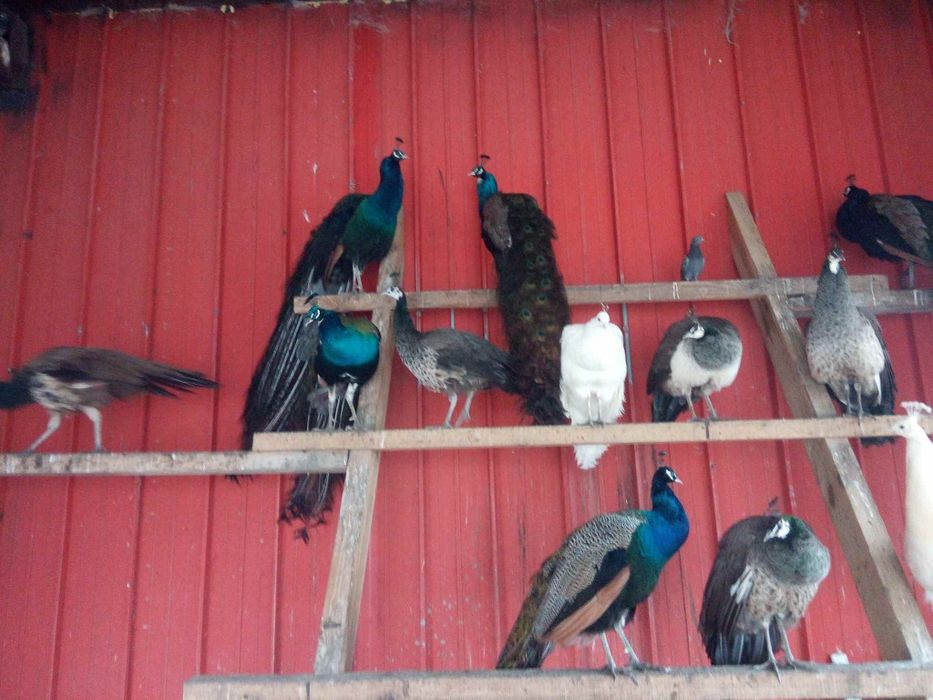 Pawie - Ptaki - OLX.pl