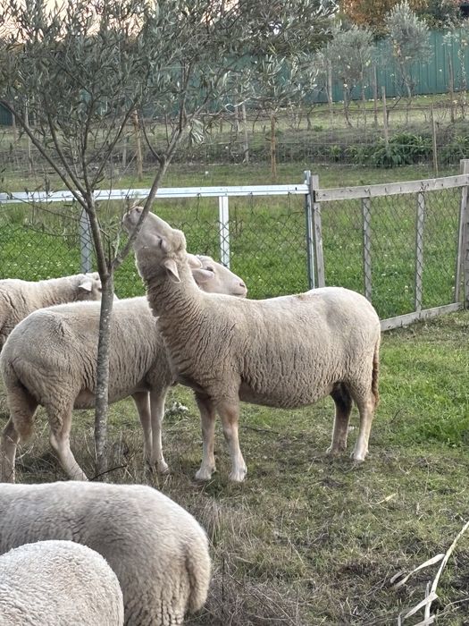 Lote de 6 ovelhas Bemposta • OLX.pt