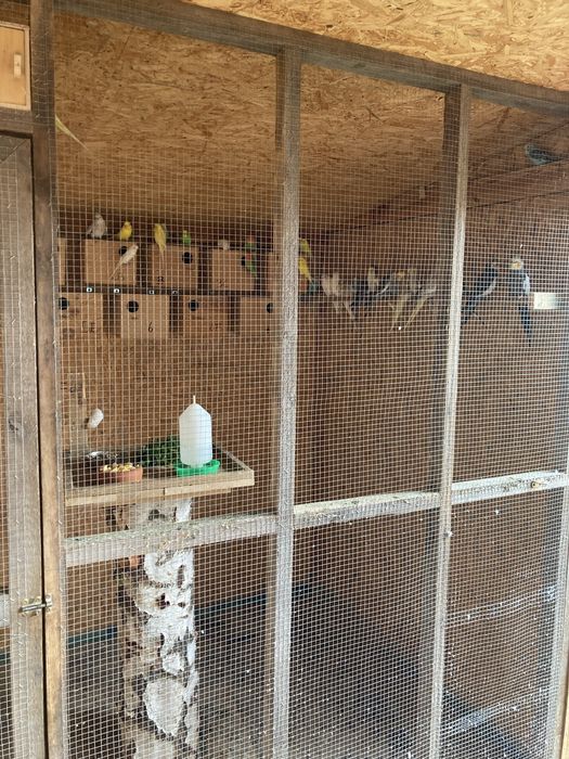 Papugi nimfy i faliste Skarbiszów • OLX.pl