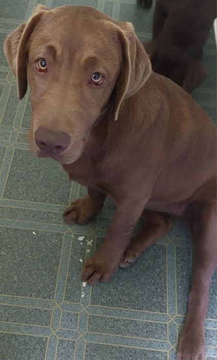 Rasowe psiaki na OLX! Sprawdź kategorię Psy rasowe - Strona 4