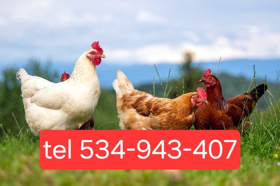 kury green shell - giełda zwierząt - kategoria Rolnictwo | OLX