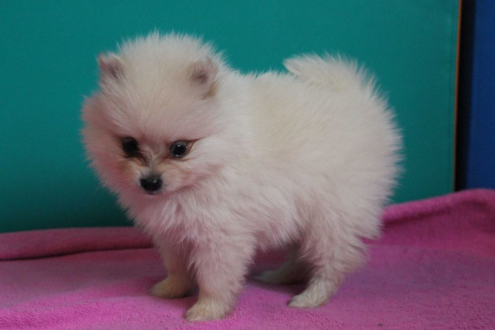 Szpic Pomeranian śliczna mini suczka - już do odbioru Goździków • OLX.pl
