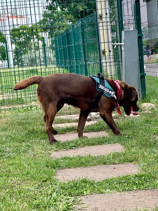 Labrador Chocolate 1 Ano para Adoção Responsável Águas Livres • OLX.pt