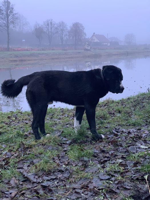 Owczarek środkowoazjatycki-FCI (Pies)-super stróż Goraj • OLX.pl