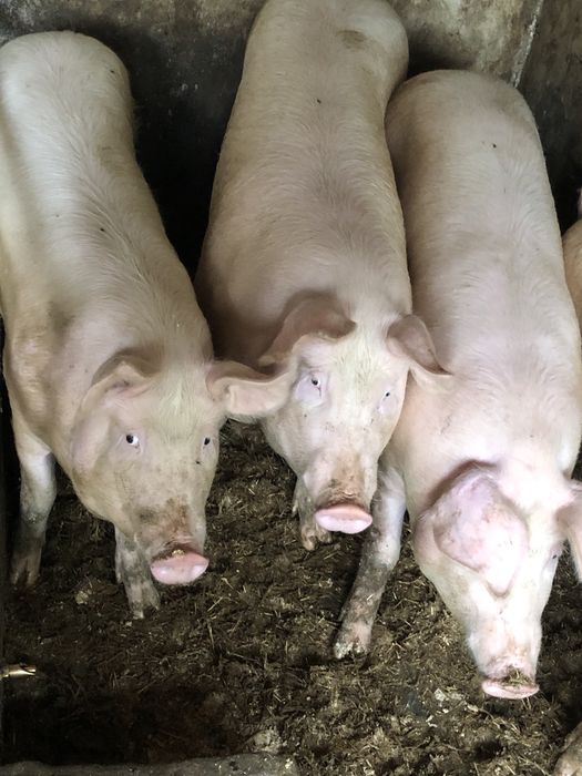 Tucznik pbz z wlasnej hodowli Wodzisław • OLX.pl