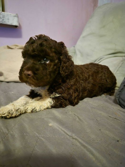 Cudne szczenię lagotto romagnolo piesek Nowa Wieś • OLX.pl
