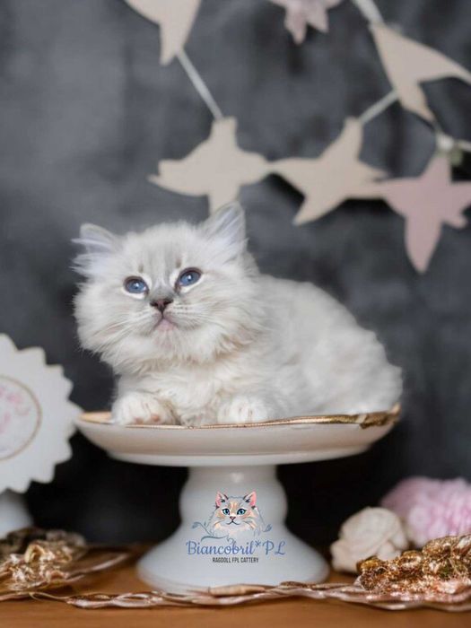 Ragdoll urocza kotka hodowlana po Championie, FPL, FIFE Sosnowiec • OLX.pl