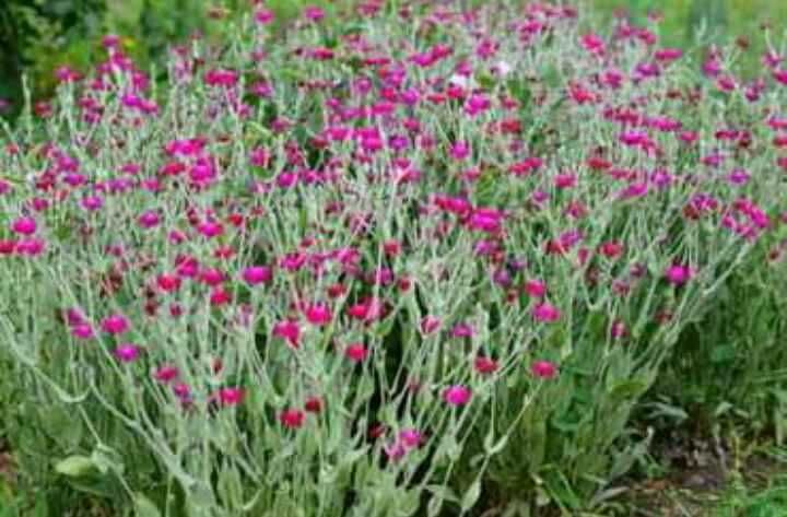 Firletka Omszona Piaseczno • OLX.pl