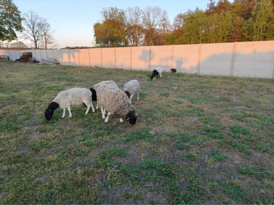 Owce baran DORPER Wschowa • OLX.pl
