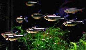 Neon Czarny, ryba 3cm; Sklep AKWAREKS - wysyłka Kraków Mistrzejowice ...