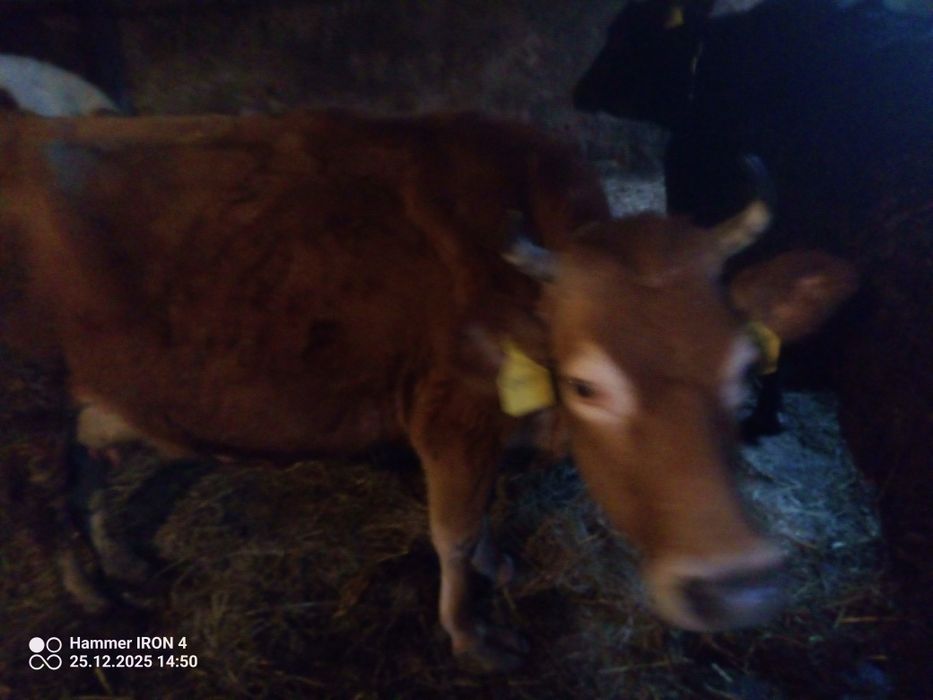 Krowa mleczna 100%Jersey Trzeboszowice • OLX.pl