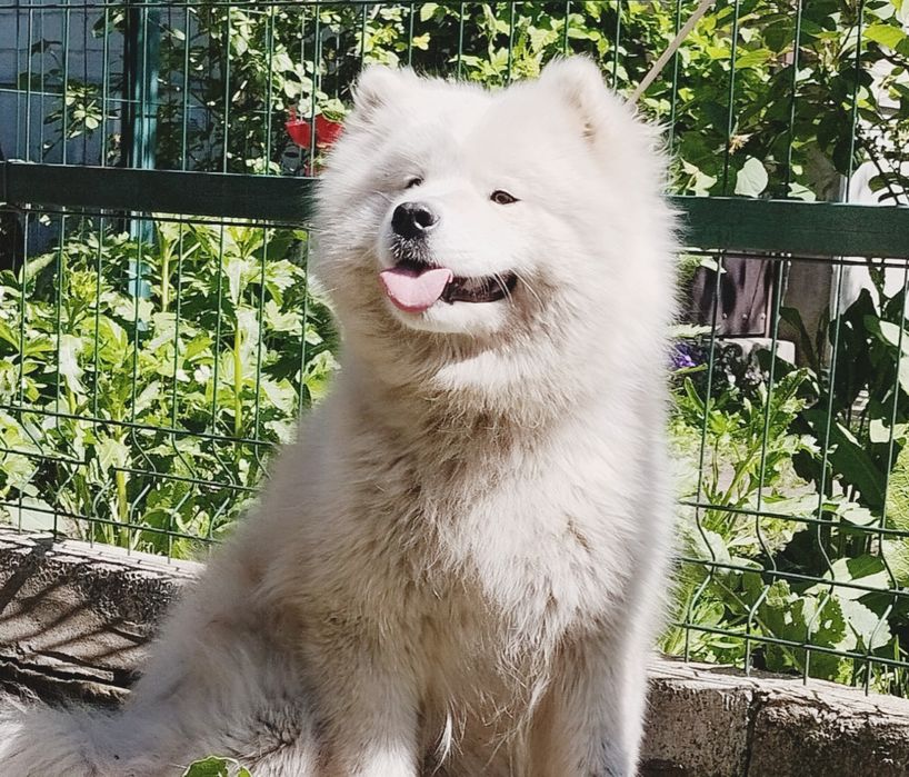 Самоїд.Самоїди КСУ-FCI: 25 000 грн. - Собаки Львів на Olx