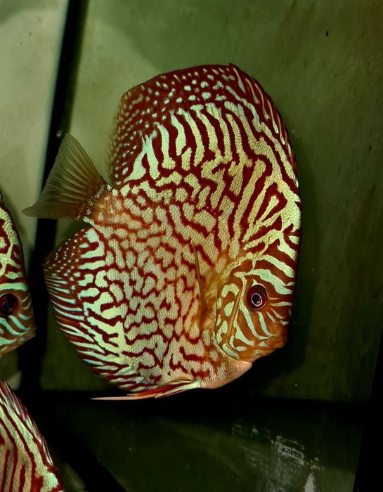 Paletki ~ Turkus Mozaik ~ Discus Tychy • OLX.pl