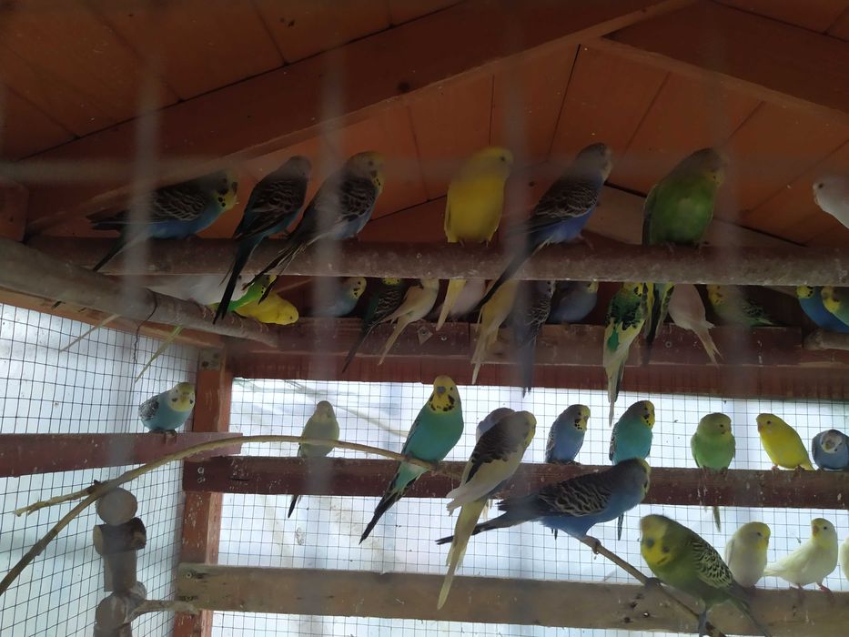 Sprzedam papugi faliste Nidzica • OLX.pl