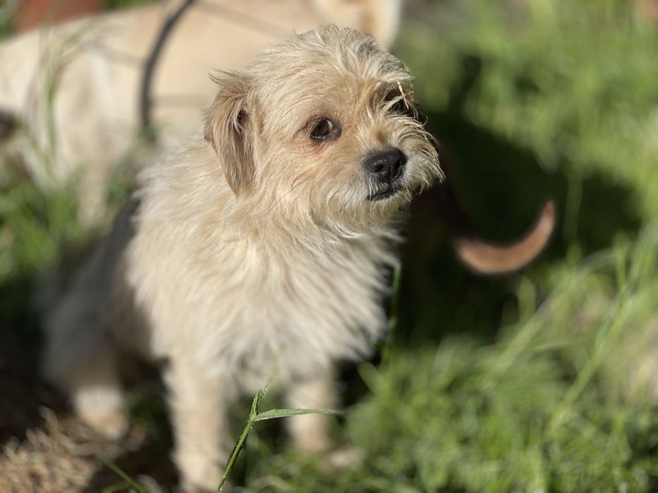 Dorosła wysterylizowana suczka Mops mix Tarnów • OLX.pl