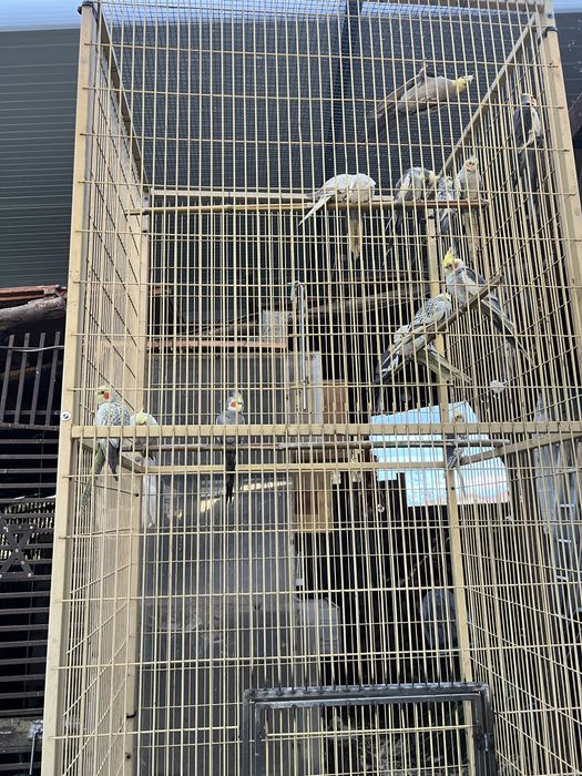 Caturras e Agapornis Aguada de Cima • OLX.pt