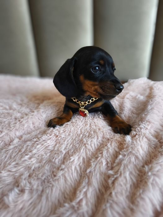 Cudowna suczka rasy jamnik Kraków Bieżanów-Prokocim • OLX.pl