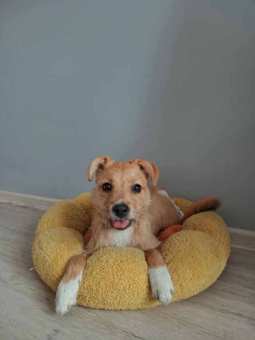 Malinka szuka rodzinki Warszawa Mokotów • OLX.pl