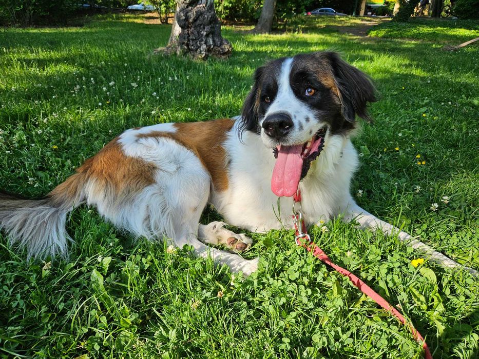 Bernardyn Fuks 4 letni SuperPies Poznań Jeżyce • OLX.pl